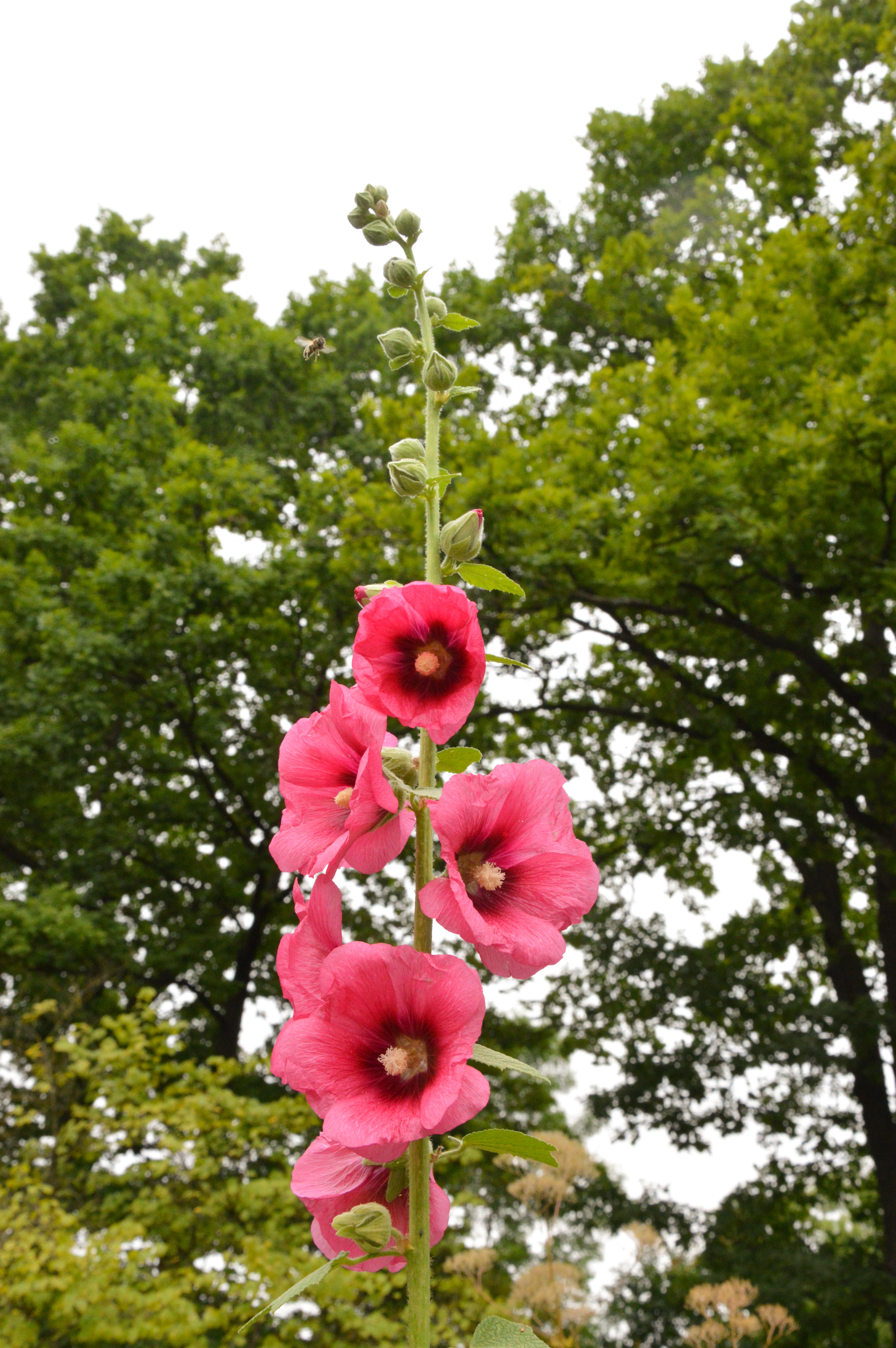 Vaistiniai augalai - VDU Botanikos sodas