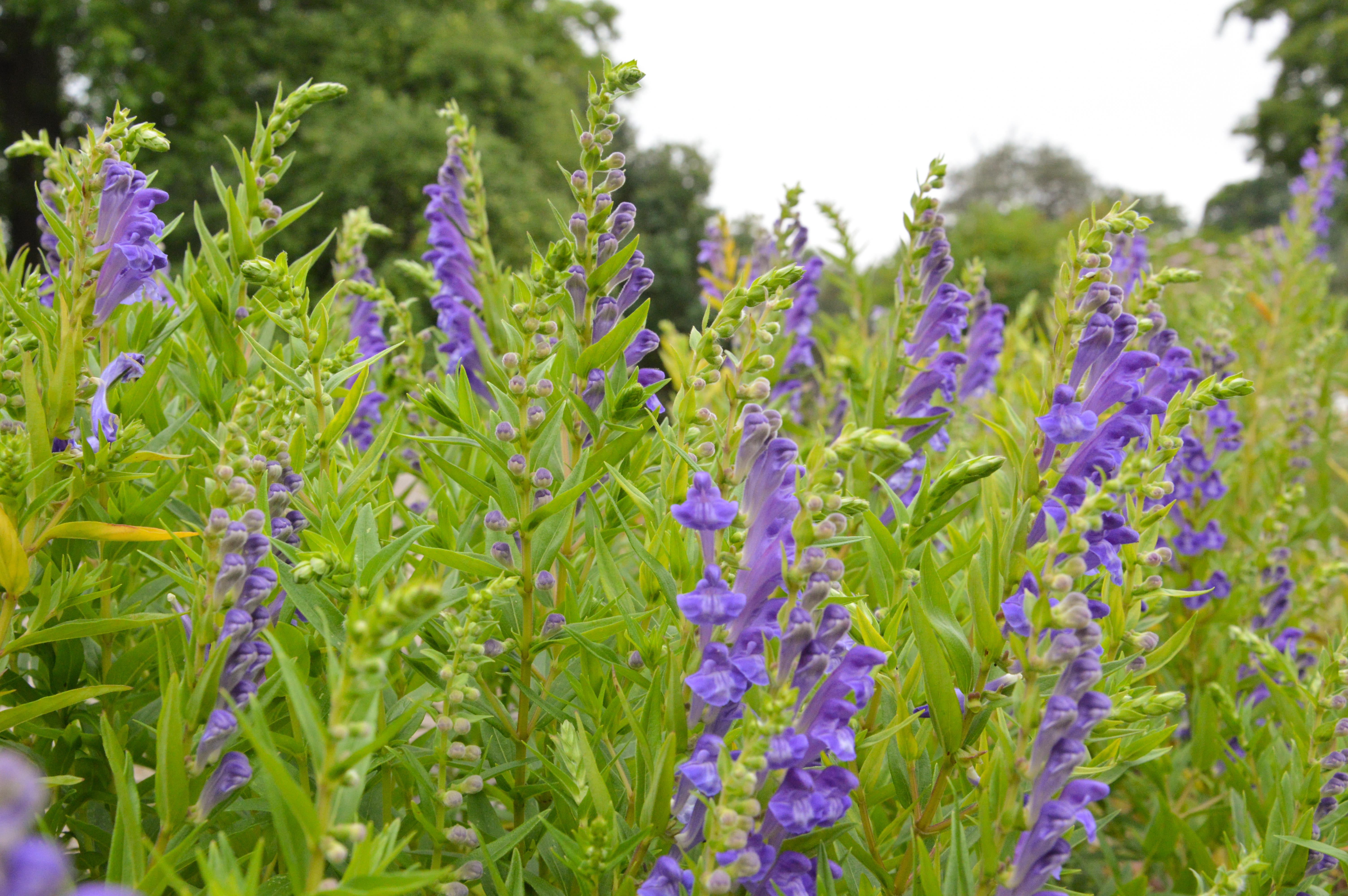 Vaistiniai augalai - VDU Botanikos sodas