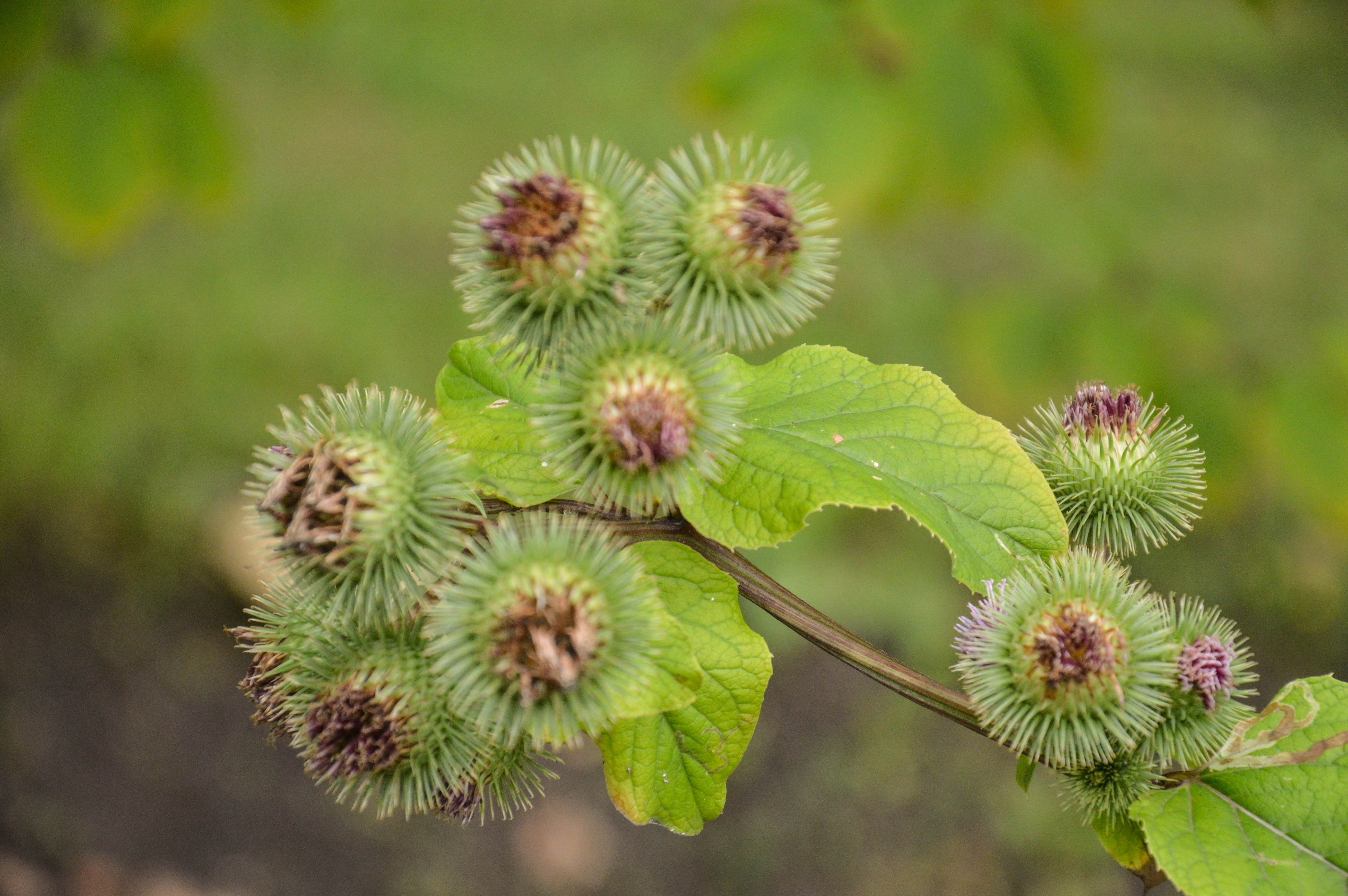 Vaistiniai augalai - VDU Botanikos sodas