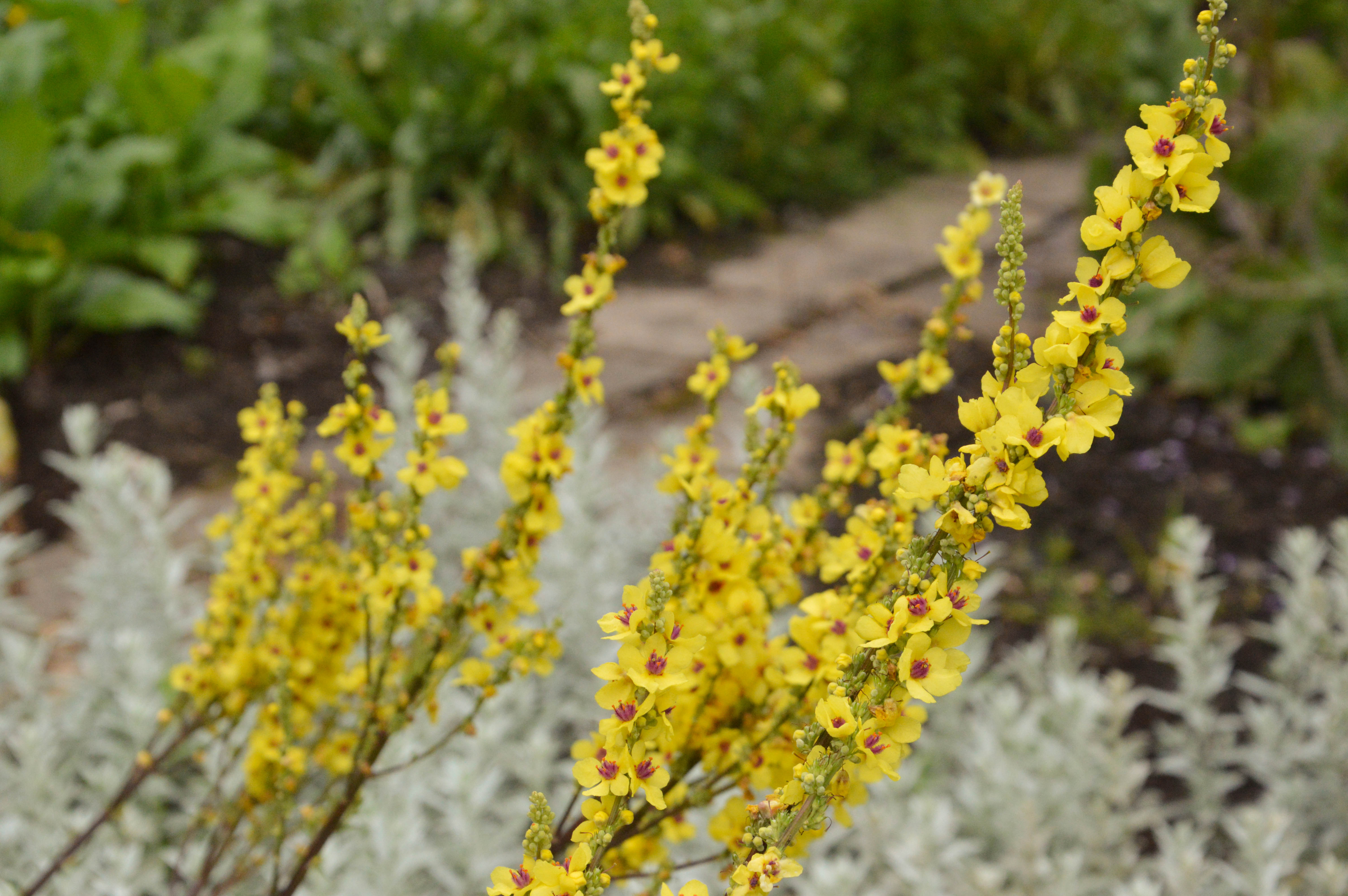 Vaistiniai augalai - VDU Botanikos sodas