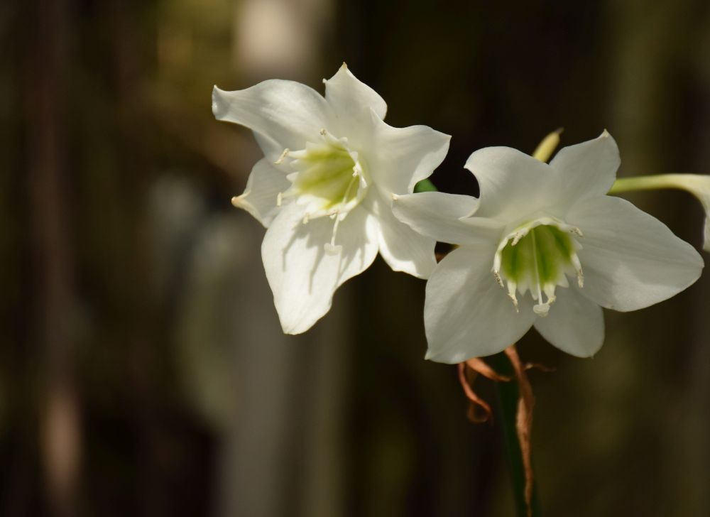 Drėgnieji tropikai - VDU Botanikos sodas
