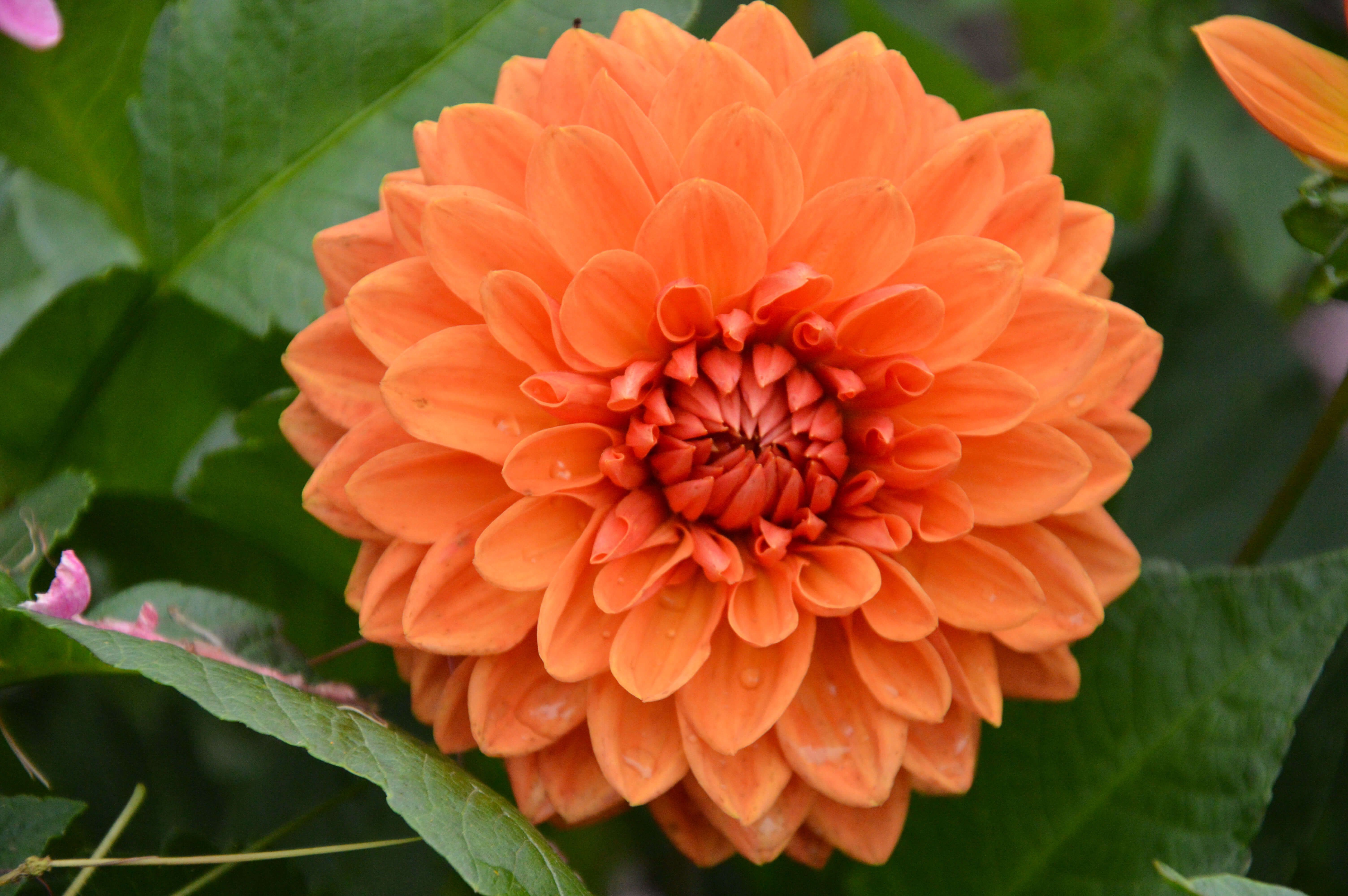 Rugsėjo mėnesio augalas - VDU Botanikos sodas