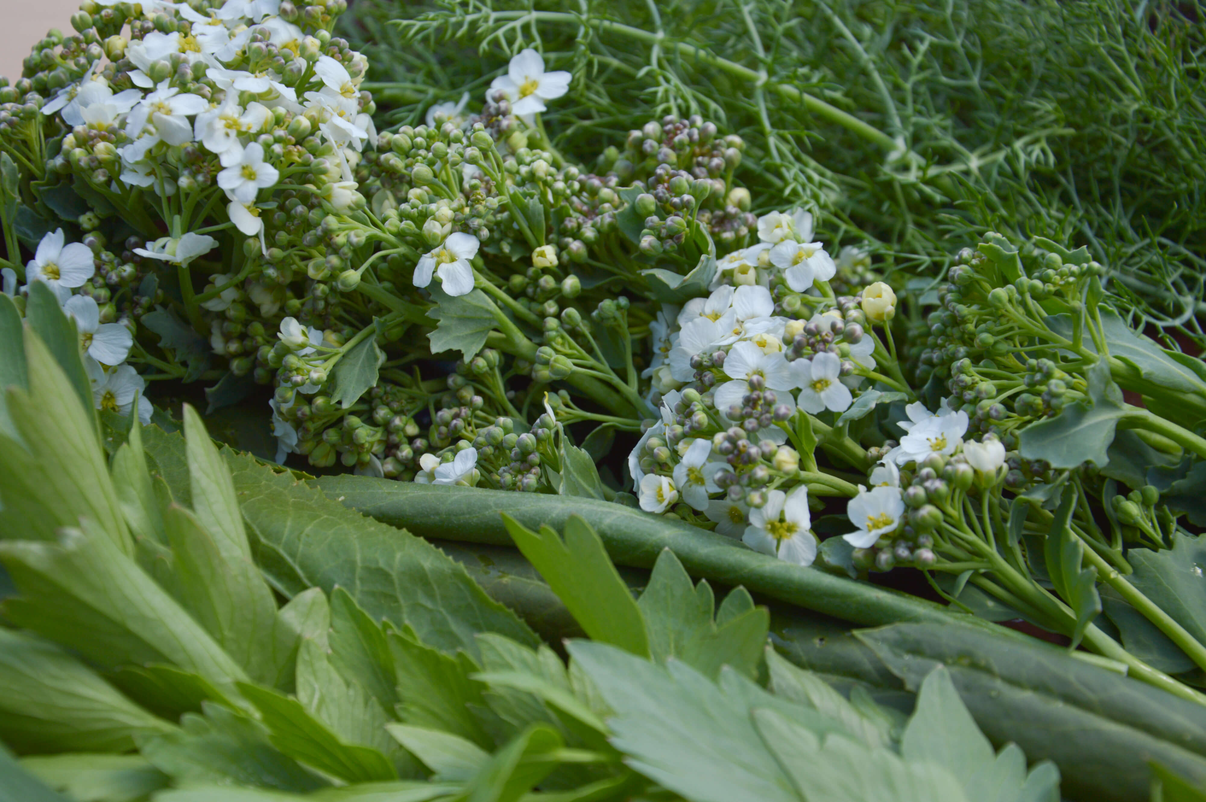 2019 05 08 Žmogaus ir gamtos sauga-18 - VDU Botanikos sodas