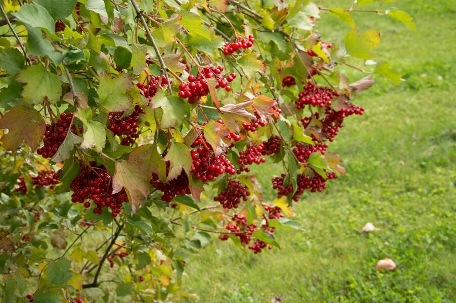 Itin dekoratyvus ir nepaprastai vertingas: paprastasis putinas - VDU ...