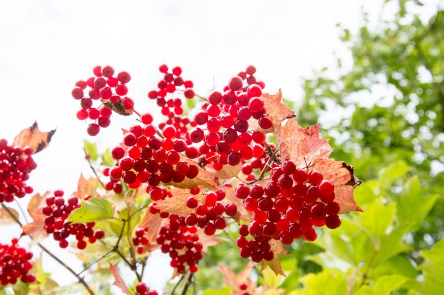 Itin dekoratyvus ir nepaprastai vertingas: paprastasis putinas - VDU ...