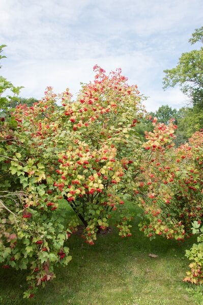 Itin dekoratyvus ir nepaprastai vertingas: paprastasis putinas - VDU ...