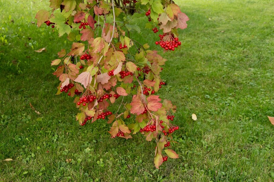 Itin dekoratyvus ir nepaprastai vertingas: paprastasis putinas - VDU ...