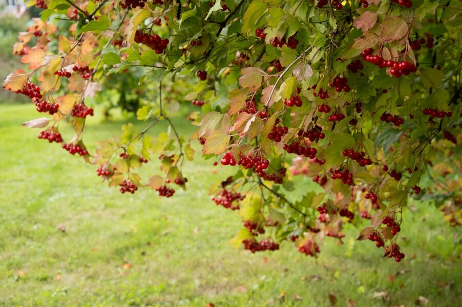 Itin dekoratyvus ir nepaprastai vertingas: paprastasis putinas - VDU ...