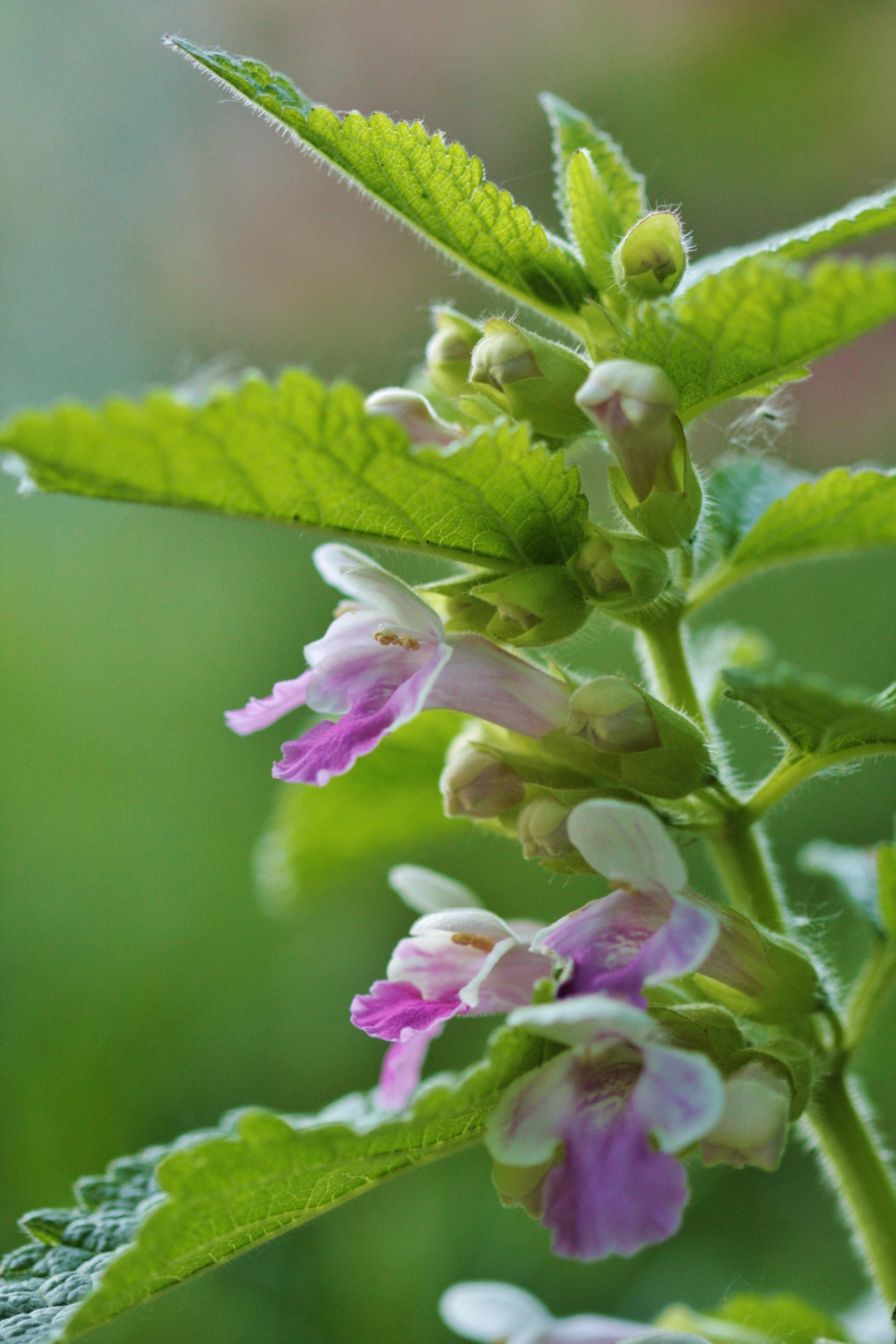 Šviesų festivalyje sodo parke suspindo retieji Lietuvos augalai - VDU ...
