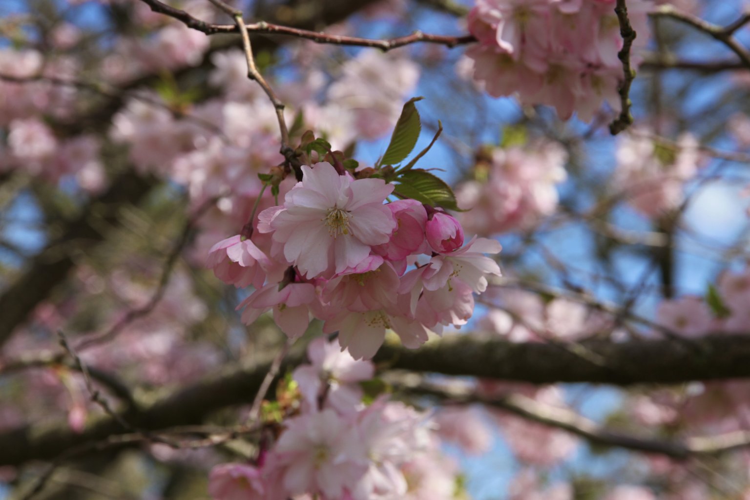 Sakurų kolekcija VDU Botanikos sode Kaune - VDU Botanikos sodas
