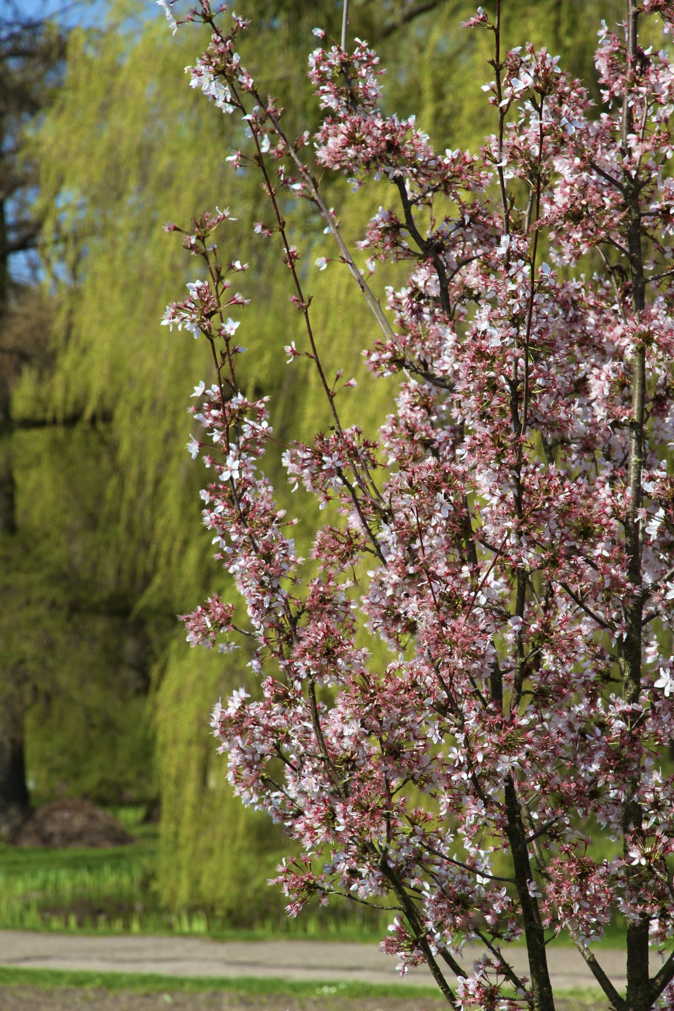 Sakurų kolekcija VDU Botanikos sode Kaune - VDU Botanikos sodas